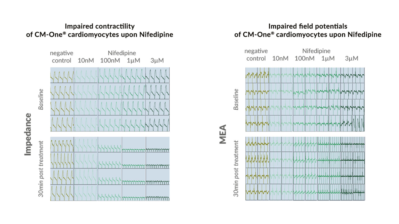Cardiomyocytes - Human Cell Design