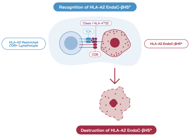 HLA-A2 EndoC-βH5® - Human Cell Design
