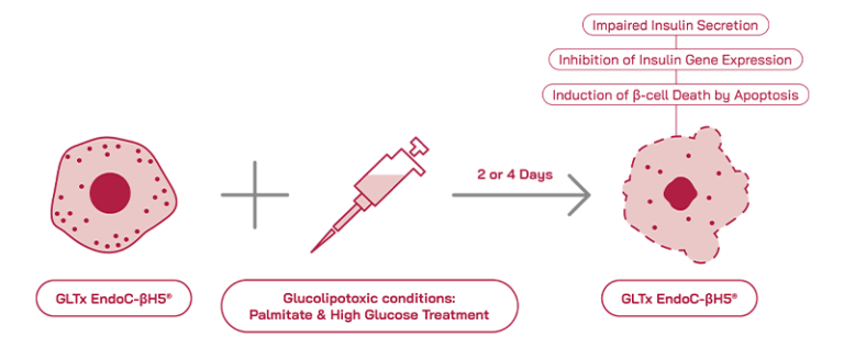 GLTx EndoC-βH5® - Human Cell Design