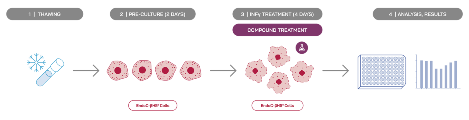 Beta Cell Inflammation Assay - Human Cell Design