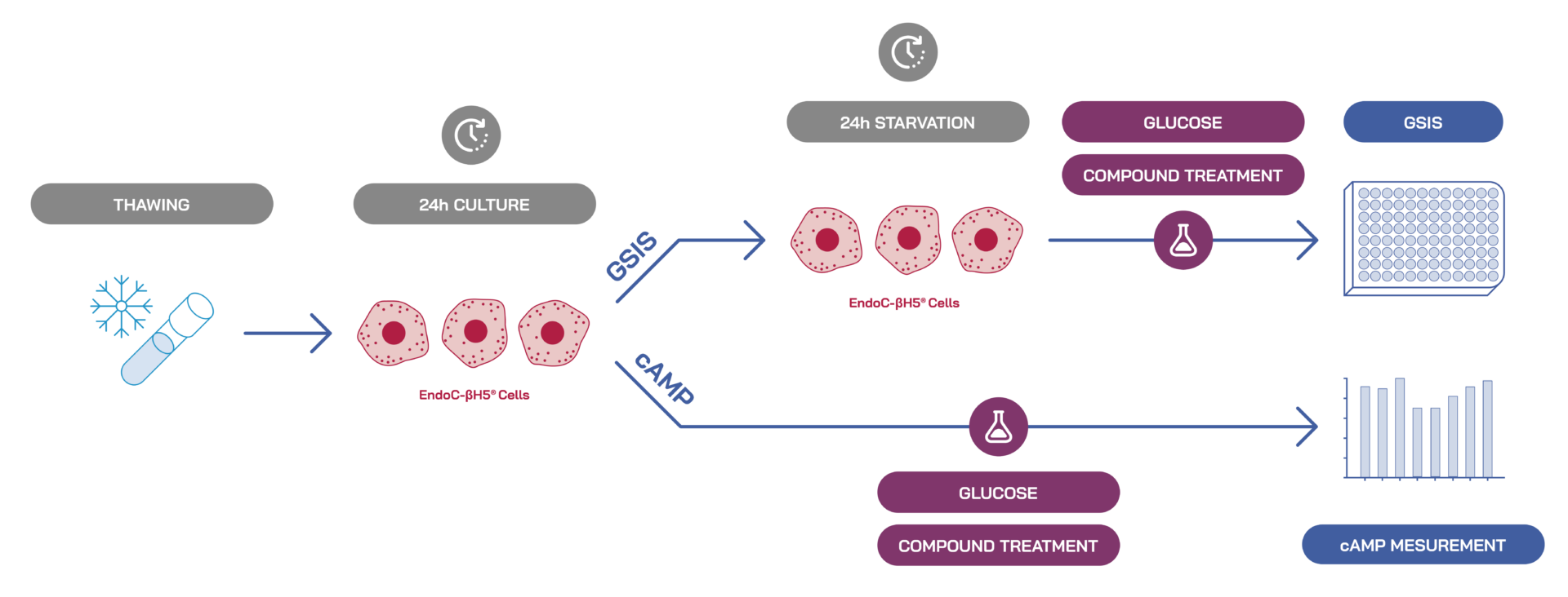 Insulin Secretagogue Assay - Human Cell Design